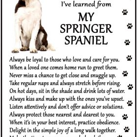 Springer Spaniel Dog Gift – Dry Wipe Flexible Magnetic Blackboard with ...